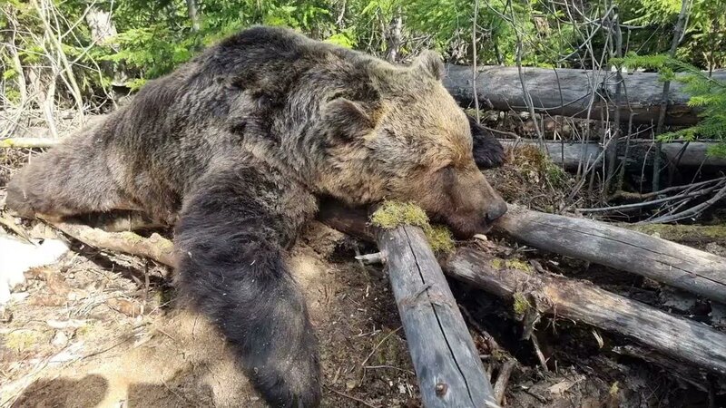 Охота на медведя с двумя патронами! медведь дважды мог меня убить ...