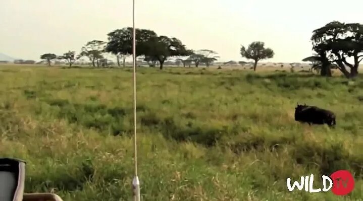 Лев – африканский хищник, лучшие атаки львов на добычу - Смотреть ...