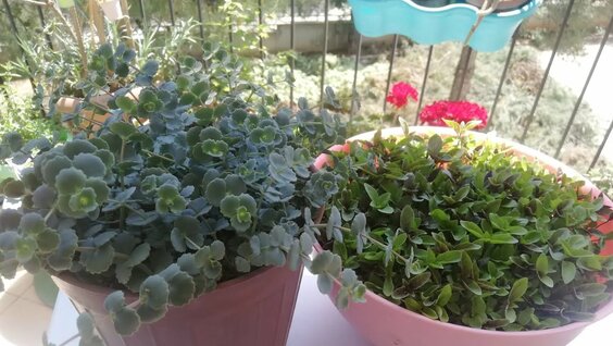 balkon saksı çiçekleri çeşitleri: 833 video Yandex'te bulundu