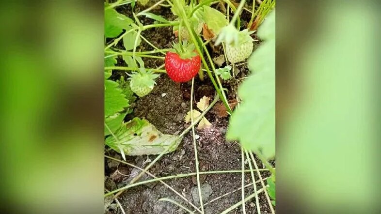 Видео от Процветок - Смотреть онлайн в поиске Яндекса по Видео