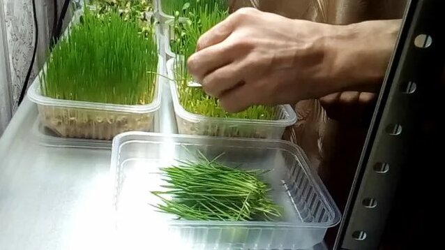 Микрозелень. про пшеницу - Смотреть онлайн в поиске Яндекса по Видео