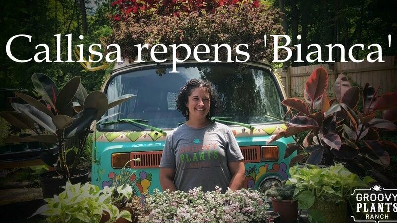 Callisa repens 'Bianca' | Pink Green Lower Light House Plant - Смотреть ...
