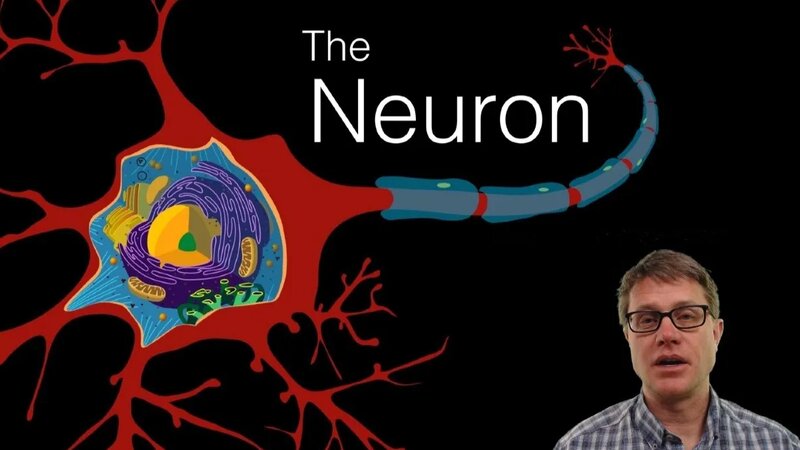 The Neuron
