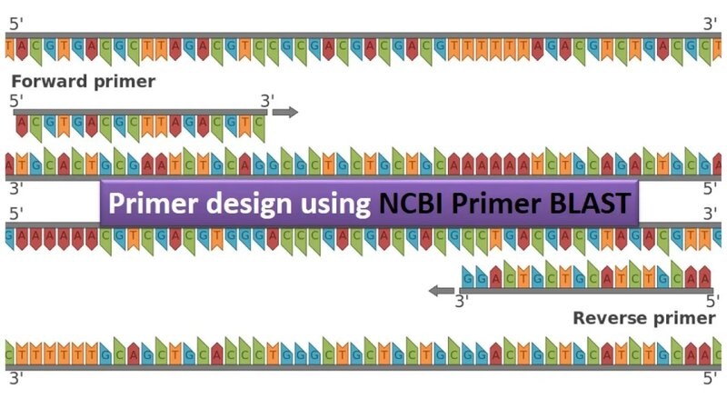 primer design using NCBI Primer Blast - Смотреть онлайн в поиске ...