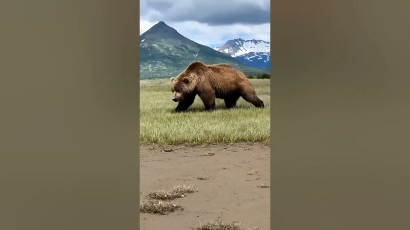 Büyük BOZ AYI DEV GİBİ l Big Bear #big #bear #animals #bears #shorts # ...