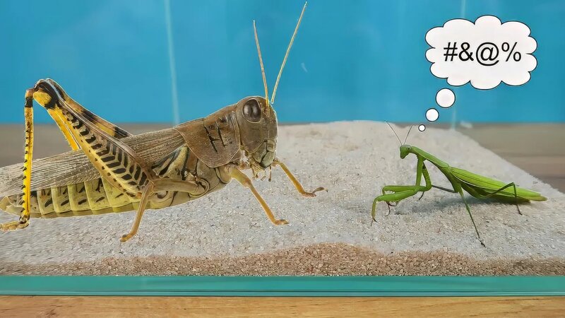 Огромная африканская Саранча против Богомола! Этого я не ожидал ...