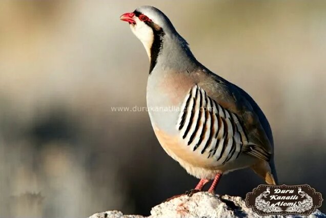 Erkek keklik kınalı keklik sesi - Yandex Video aramada çevrimiçi izle