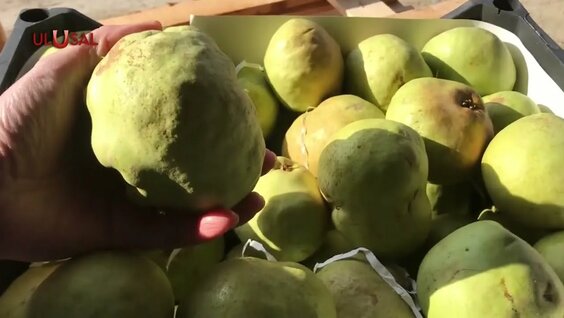 ankara armudu: 770 video Yandex'te bulundu