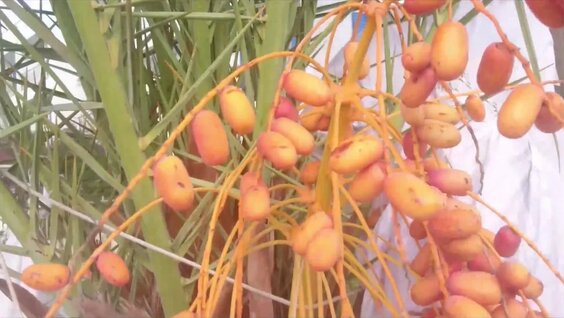 hurma ağacı fidesi: 724 video Yandex'te bulundu