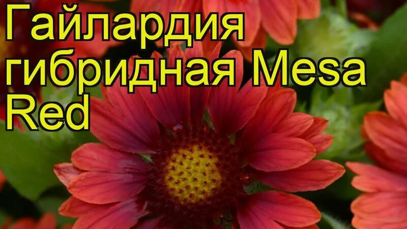 Гайлардия гибридная Меса Ред. Краткий обзор, описание характеристик ...
