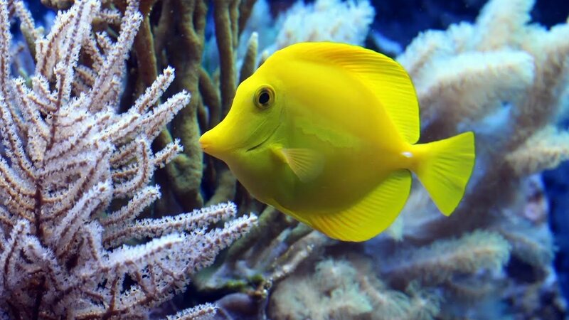 Ocean Life Documentary |Under The Sea | Ocean Life Under The sea ...