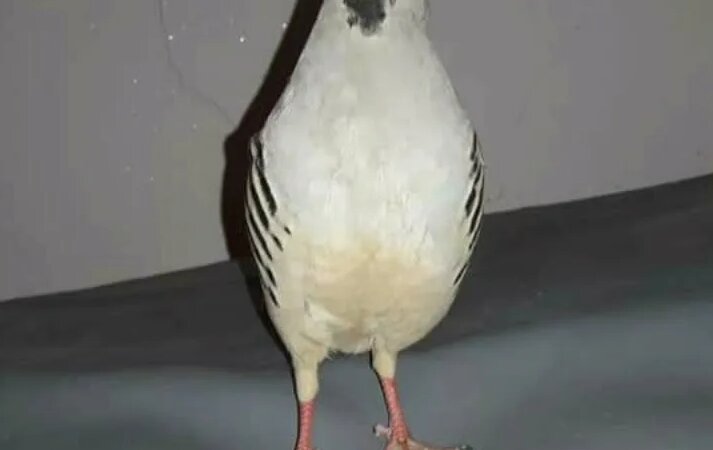 Dişi Keklik Sesi Dinle Meri Keklik Ötüşü Dişi Keklik Av İçin Kızgın ...