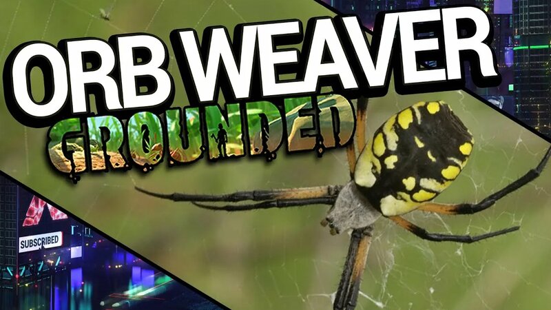 Grounded Orb Weaver Spider in REAL LIFE | Raw Science Facts - Yandex ...