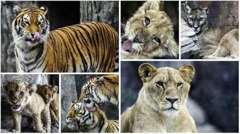 Kedigiller Ailesinin En Büyük 10 Üyesi-The 10 Largest Members of the ...