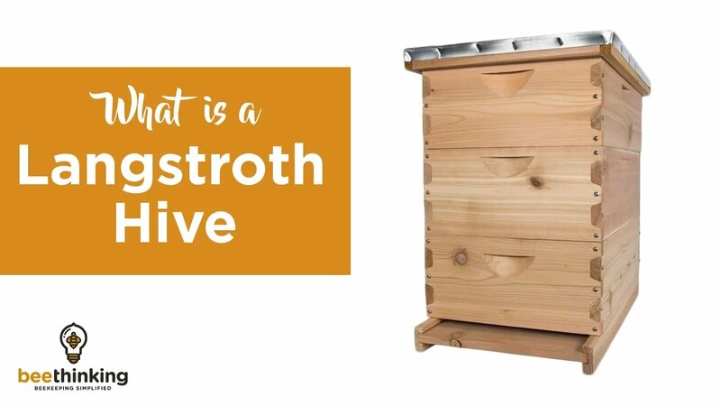 What Is a Langstroth Hive? - Yandex Video aramada çevrimiçi izle