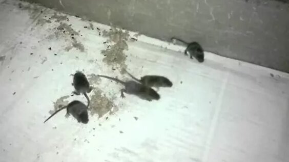 yavru fare resimleri: 1 bin video Yandex'te bulundu