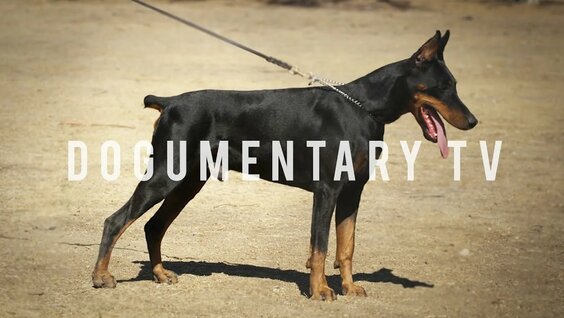 doberman: 835 video Yandex'te bulundu