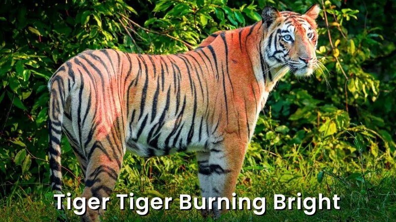 Tiger Tiger Burning Bright | Tyger Tyger Burning Bright | A poem by ...