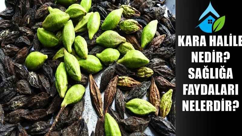 Kara Halile Nedir? Sağlığa Faydaları Nelerdir? - Yandex Video aramada ...