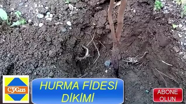Hurma Fidesi Dikimi Nasil OLUR. cyg123 videosu - Yandex Video aramada ...