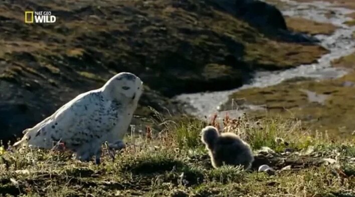 Видео Kutupların Vahşi Doğası Türkçe Hayvan Belgeseli Full HD(1080p_HD ...