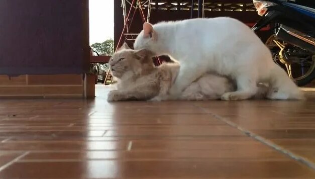 animal mating 動物交配 скрещивание животных ζευγαρώματα ζώων 2 - Смотреть ...