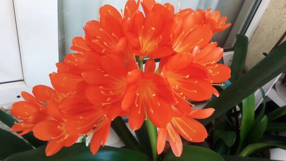 zambak çiçeği renkleri: 846 video Yandex'te bulundu