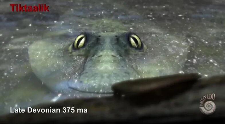 Tiktaalik roseae - Late Devonian Fishapod _ 375 mya — Видео от Диванный ...