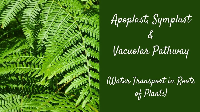 Apoplast, Symplast & Vacuolar Pathway (Water Transport) (Pre-U Biology ...