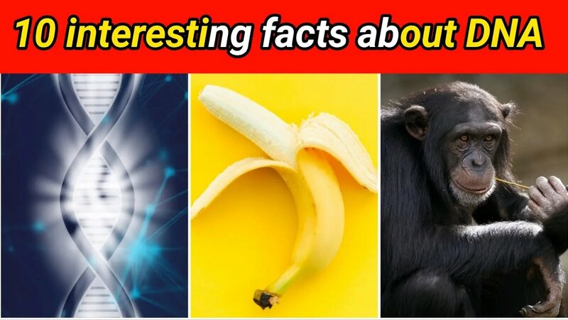 10 interesting facts about DNA - Смотреть онлайн в поиске Яндекса по Видео