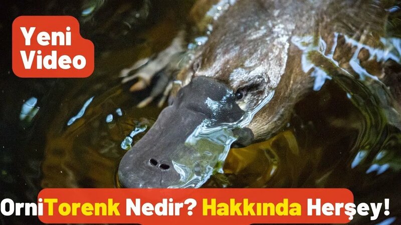 Ornitorenk Hakkında Bilmeniz Gereken Özellikler! Pratik Bilgi Bankası ...