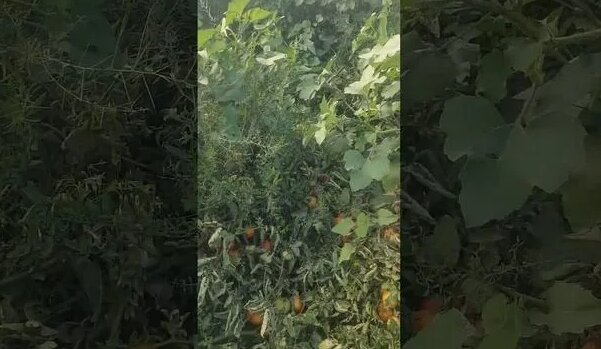 lojain f1 nav pamidori - Смотреть онлайн в поиске Яндекса по Видео