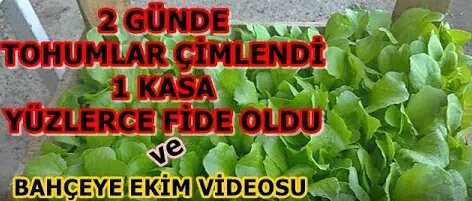 marul boyama: 552 video Yandex'te bulundu