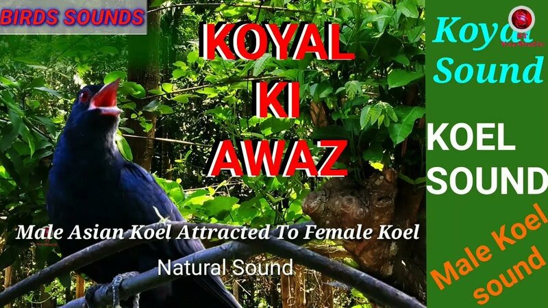 Male Asian Koel Attracted To Female Koel || Birds Sounds || Natural ...