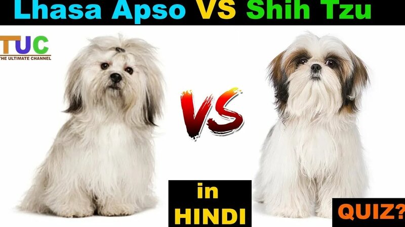 Lhasa Apso VS Shih Tzu In Hindi : Dog vs Dog : TUC : The Ultimate ...