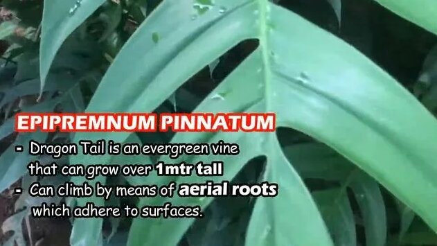 Epipremnum Pinnatum/Dragon TAIL/Tibatib Plant BY CharieTv - Смотреть ...