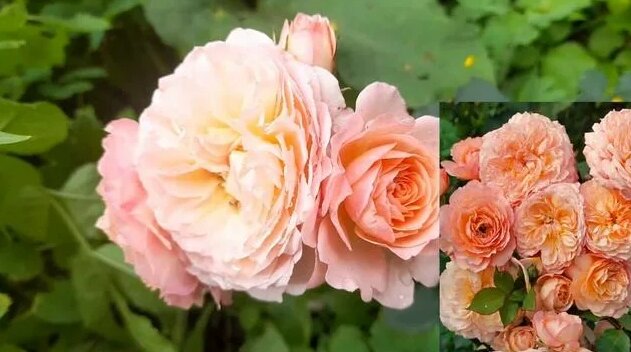 Роза Андре Тюрка (Andre Turcat, Андрэ Тюрка) Шраб. Первое цветение ...