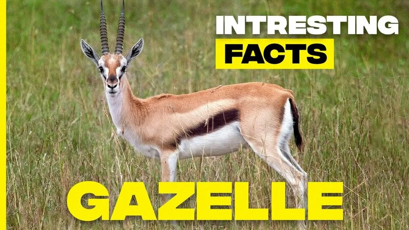 Discover Gazelles Amazing Facts About Nature S Sprinters Gazelle