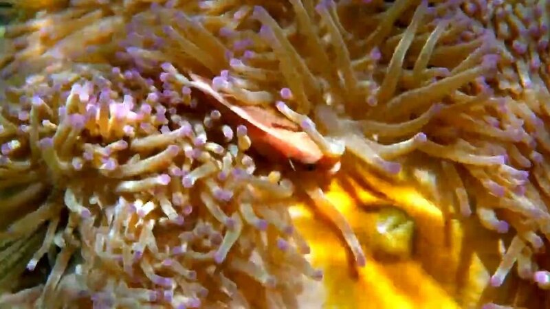 Extremely Soothing Cat Therapy Music Cat Nap [ Aquarium/RelaxCat/Fish ...