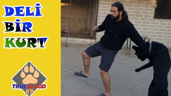 siyah kurt: 980 video Yandex'te bulundu