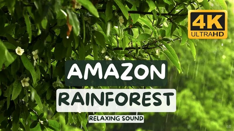 Amazon Rainforest Sounds With Animals | Relaxing Sleep Music + Rain ...