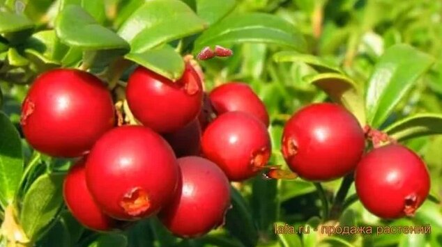 Брусника обыкновенная Ред Перл (red perl red perl) ? обзор: как сажать ...