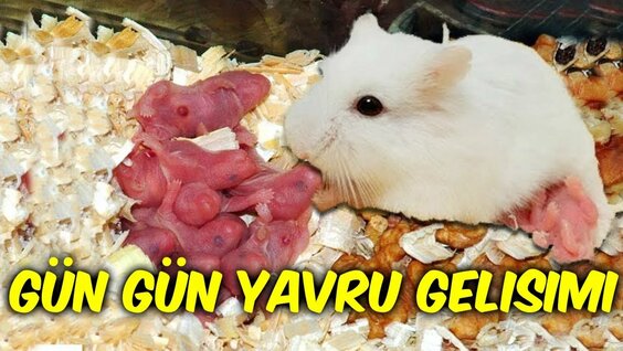 yavru hamster resimleri: 902 video Yandex'te bulundu