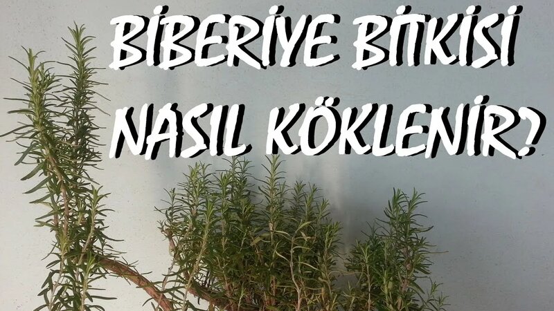 Biberiye bitkisi nasıl köklendirilir? - Yandex Video aramada çevrimiçi izle