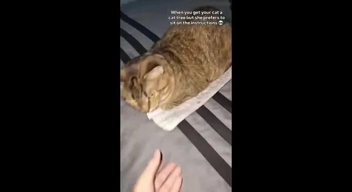 Funny Cat Memes Compilation | cat core 8 — Видео от Cat core memes ...