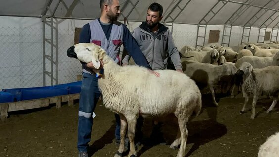 kangal koç resimleri: 905 video Yandex'te bulundu