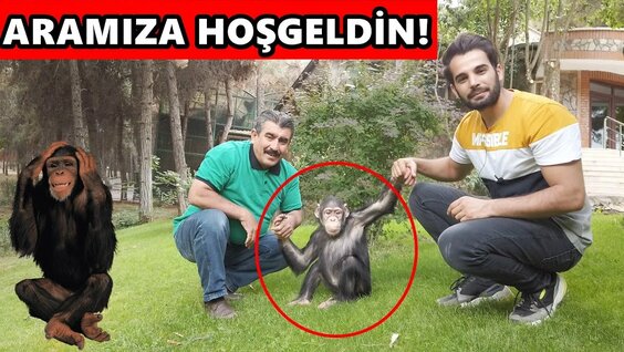 maymun besleyenler: 788 video Yandex'te bulundu