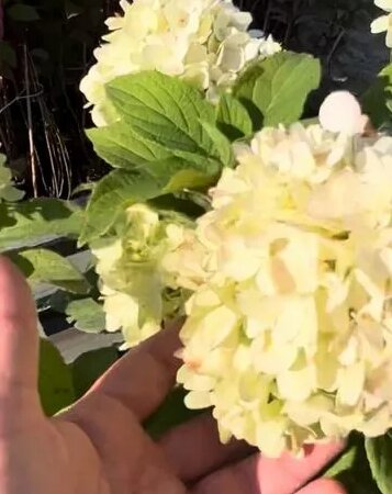 Minty Spirit Минти Спирит Гортензия метельчатая (paniculata) нов ...