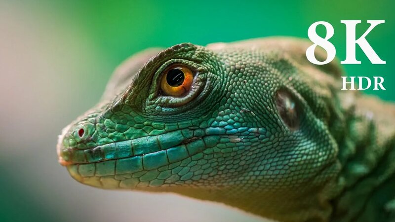 8K Videos | World 8K Videos HDR UltraHD (120 FPS) | Sony Demo