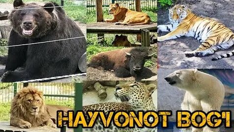 Хайвонот боғига саёхат зоопарк hayvonot bog'I 2020 - Смотреть онлайн в ...